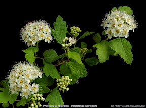 Plant Gallery - Encyklopedia Roślin: Physocarpus species and varieties photos, pictures ...